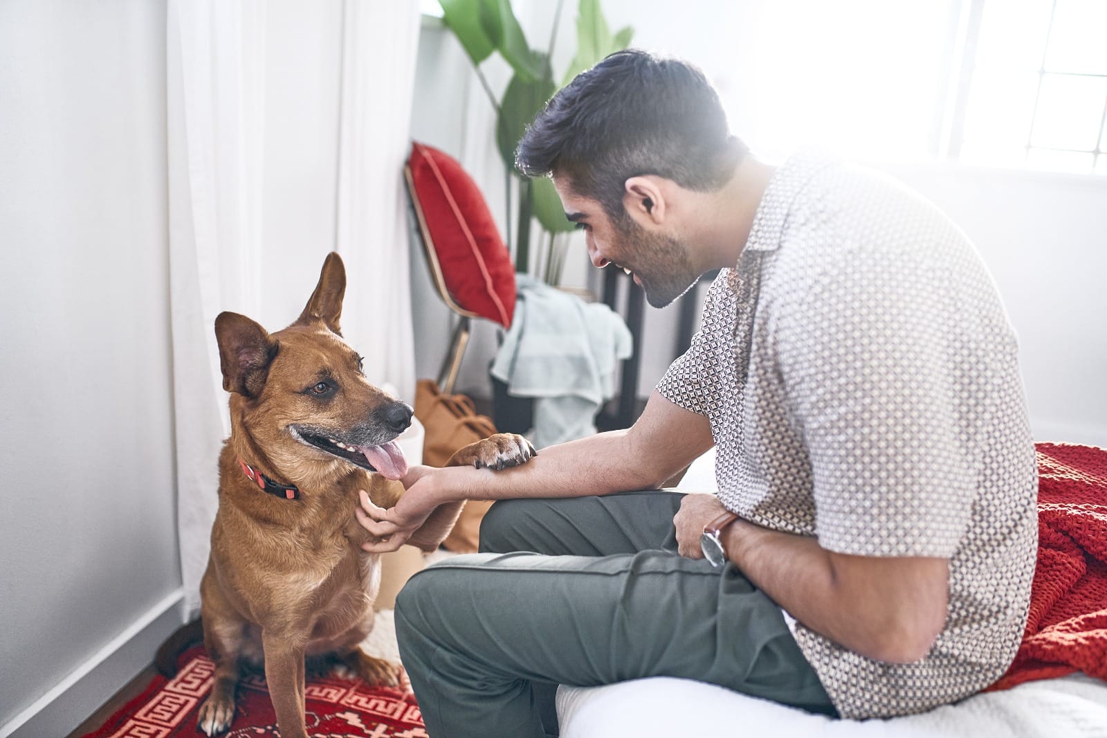 Día Internacional de Perro: por qué son el mejor amigo del ser humano y ...