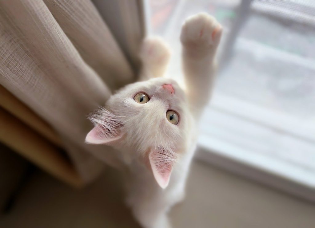 Cuidados y recomendaciones básicas para gatos indoor: una moda que ...